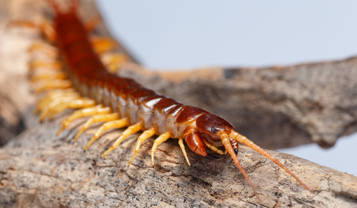 5 Signs of a House Centipede Infestation in Florida | Native Pest ...